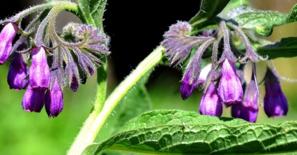 ᐉ The Healing Properties of Comfrey: How to Use it Safely - Benepura.com