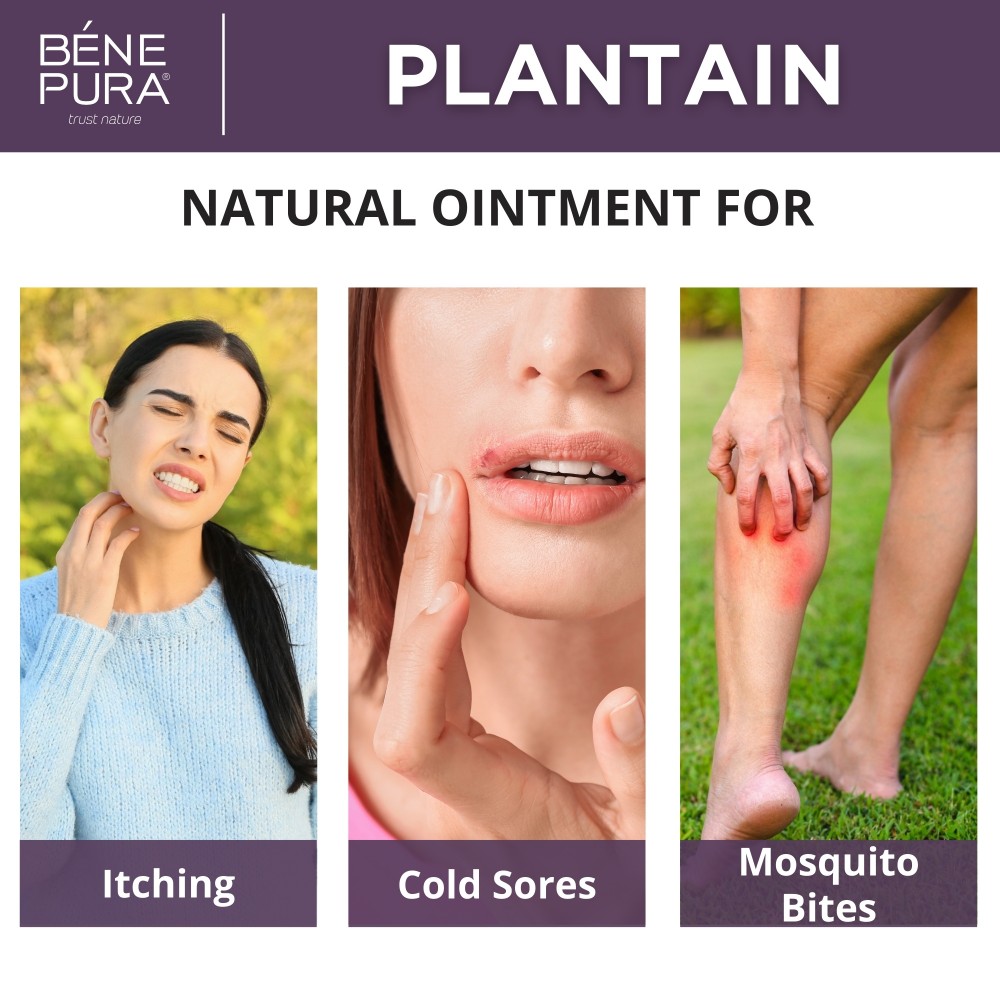 ᐉ Ointment for Itching and Rashes with Plantain - 40ml - Benepura.com